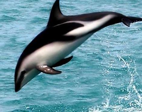 Dolphin | Info and New Photos | The Wildlife