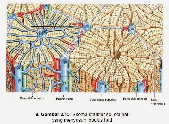 Hati / Hepar ( Kelenjar Pencernaan ) | Ilmu Kesehatan