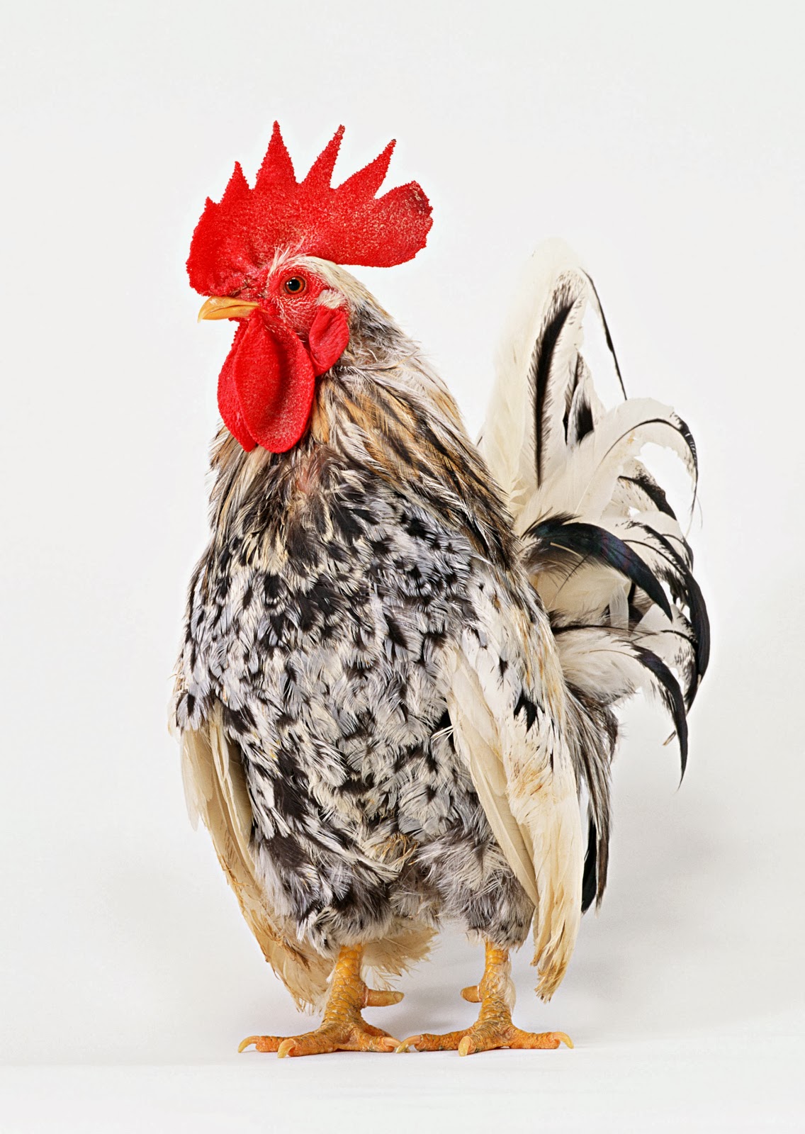 21 Gambar Ayam Stock Photo High Resolution