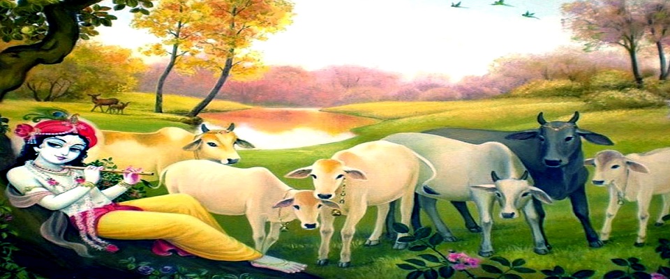 lord krishna with cows in vrindavan ~ mathura vrindavan