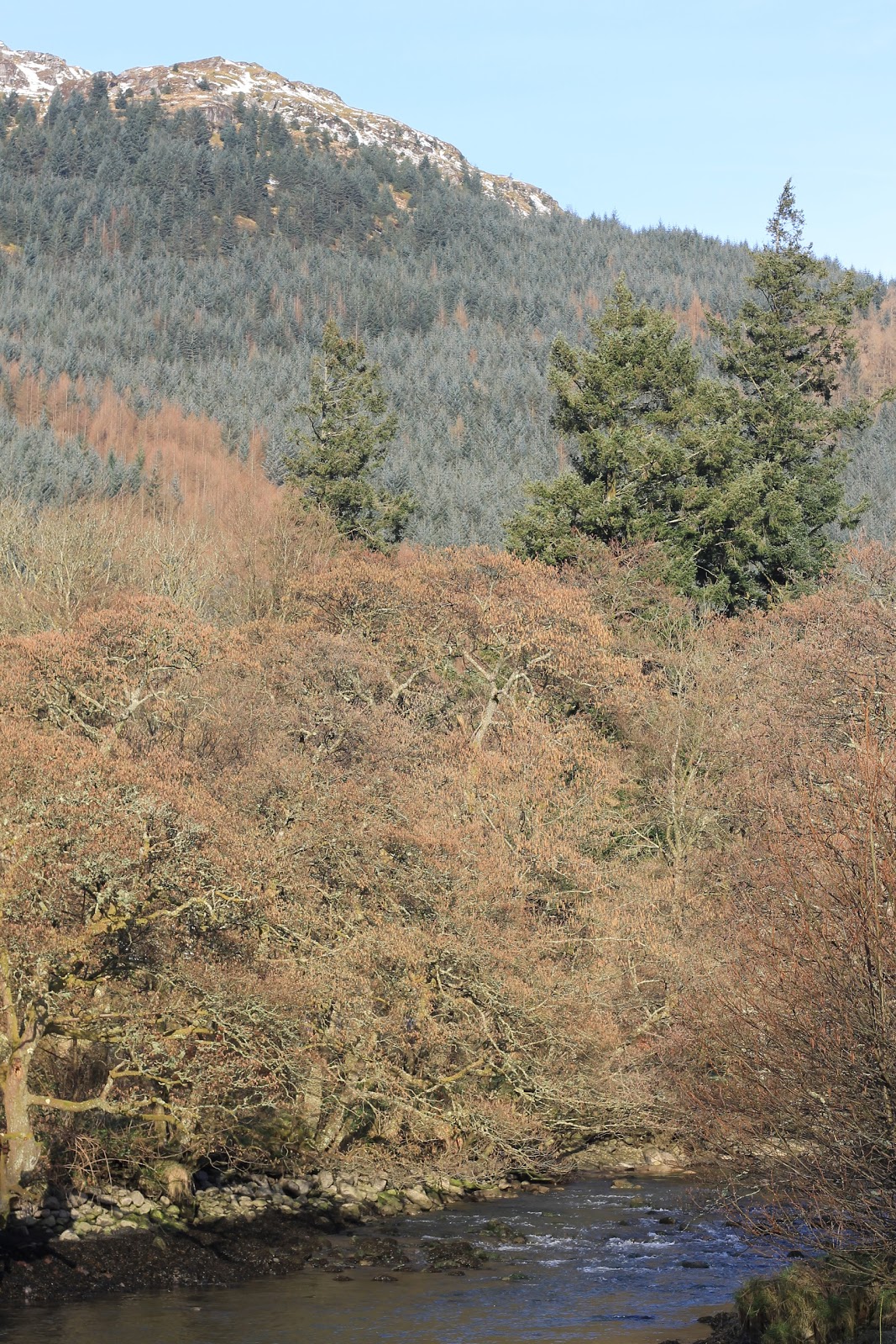schiehallion: Ardgartan Forest