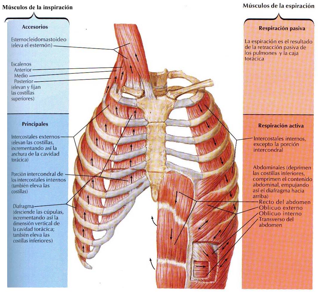 Abuelo Runner : Un enemigo inesperado... el flato? Que es!!!!