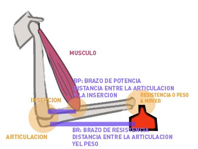 Aprendiz de Biomecânica: TORQUE - O que é?
