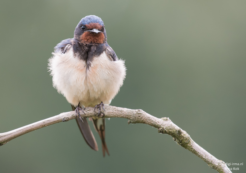 Irma's Natuurbeleving: Boerenzwaluw / Hirundo rustica