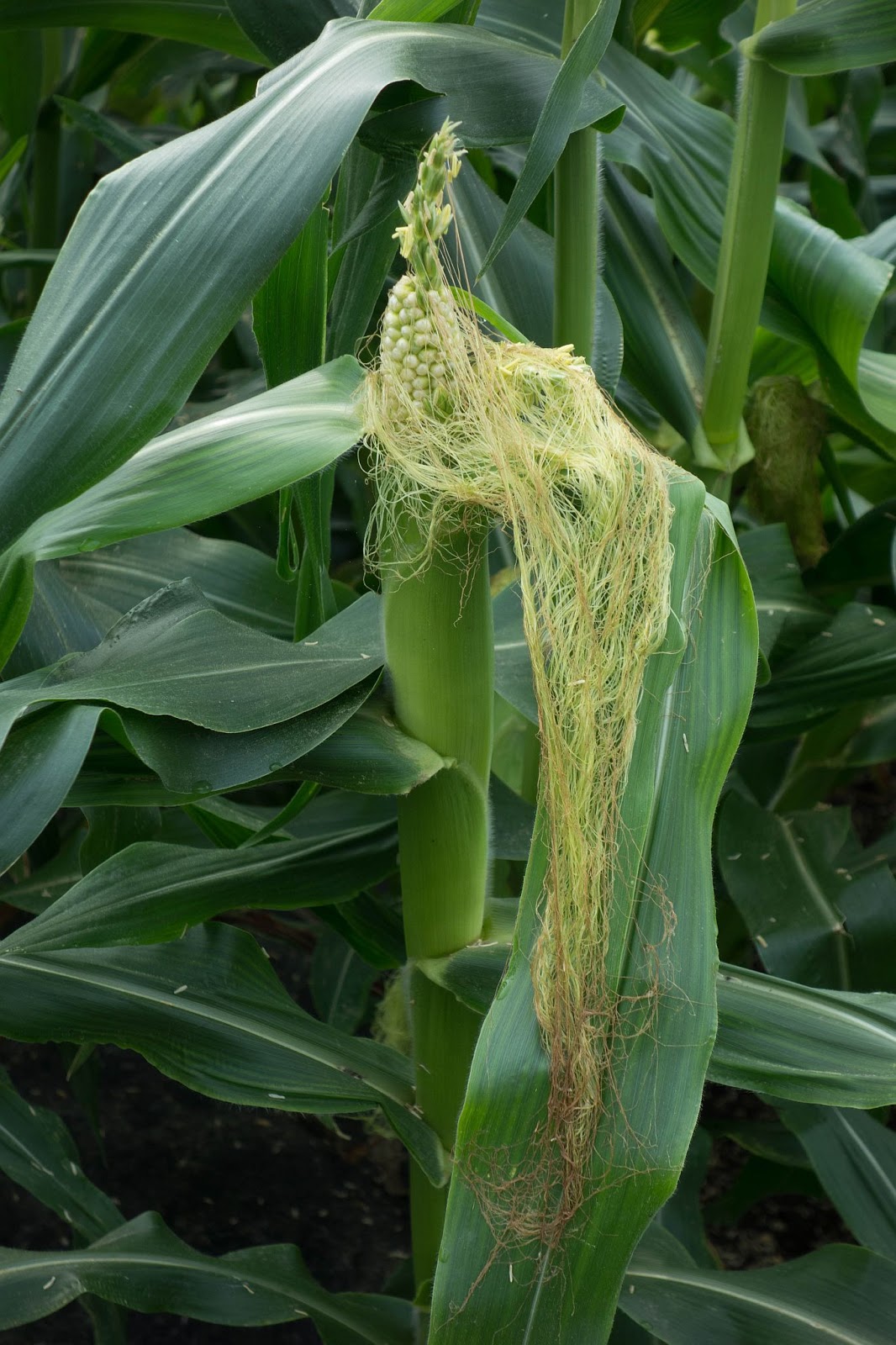 Flower Gallery: Corn トウモロコシ（玉蜀黍, Zea mays）