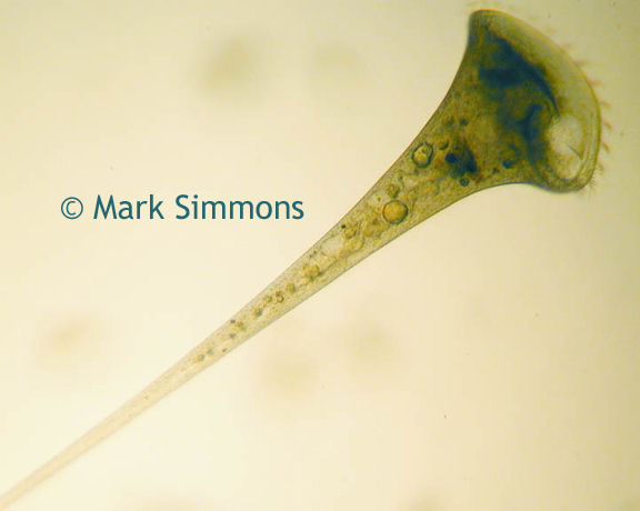 Microscope World Blog: Stentor (Protozoa) Under the Microscope