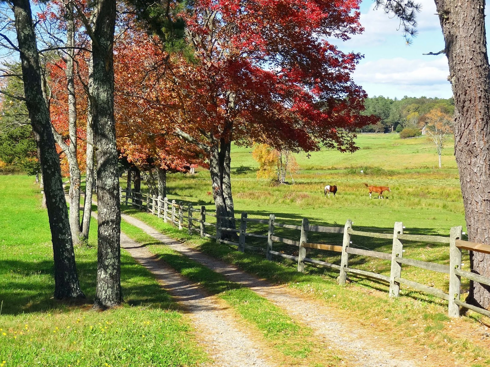 Joe's Retirement Blog: Country Lane, Fall, Plymouth, Massachusetts, USA