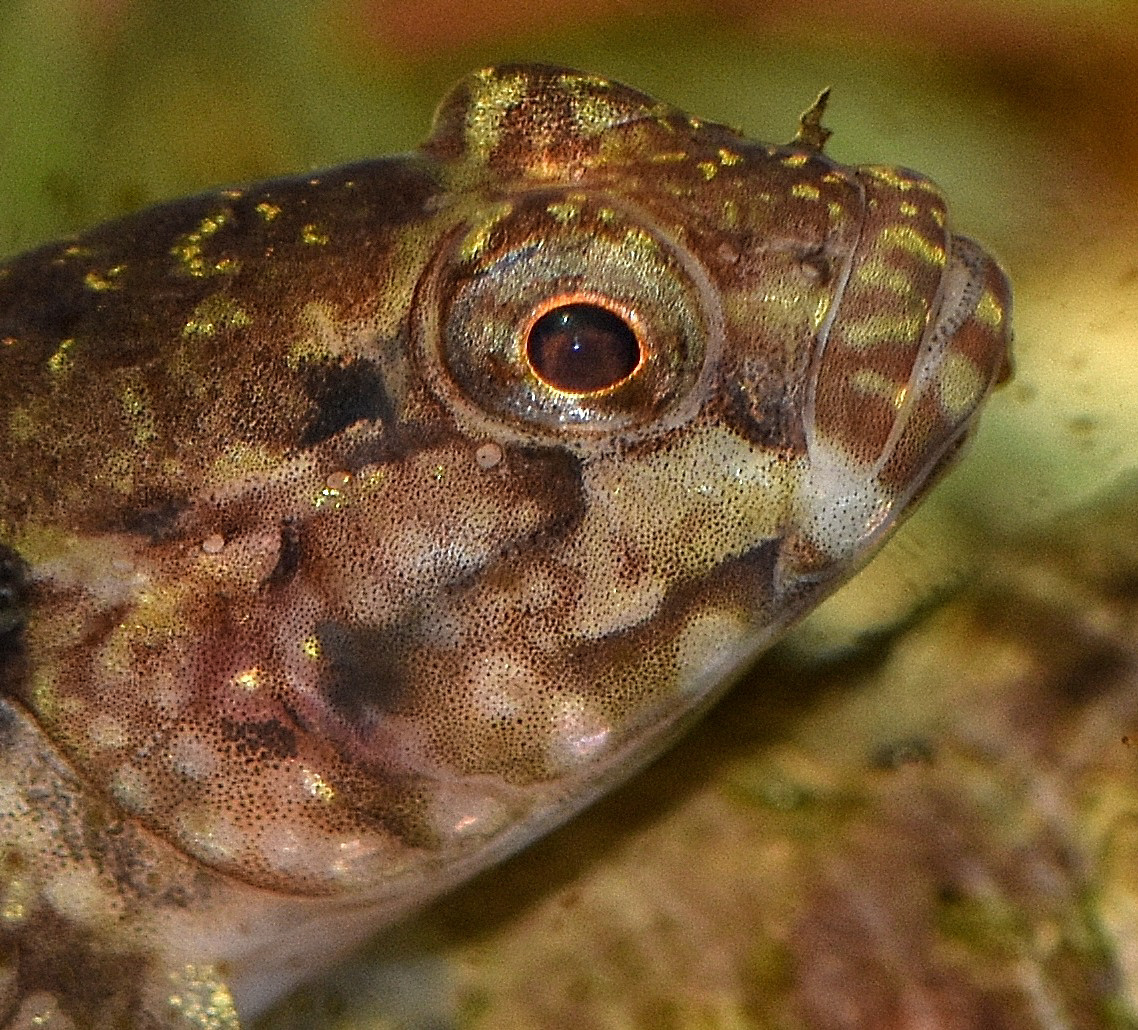 British Seashore & Rock Pool Life: Rock Goby, Gobius paganellus