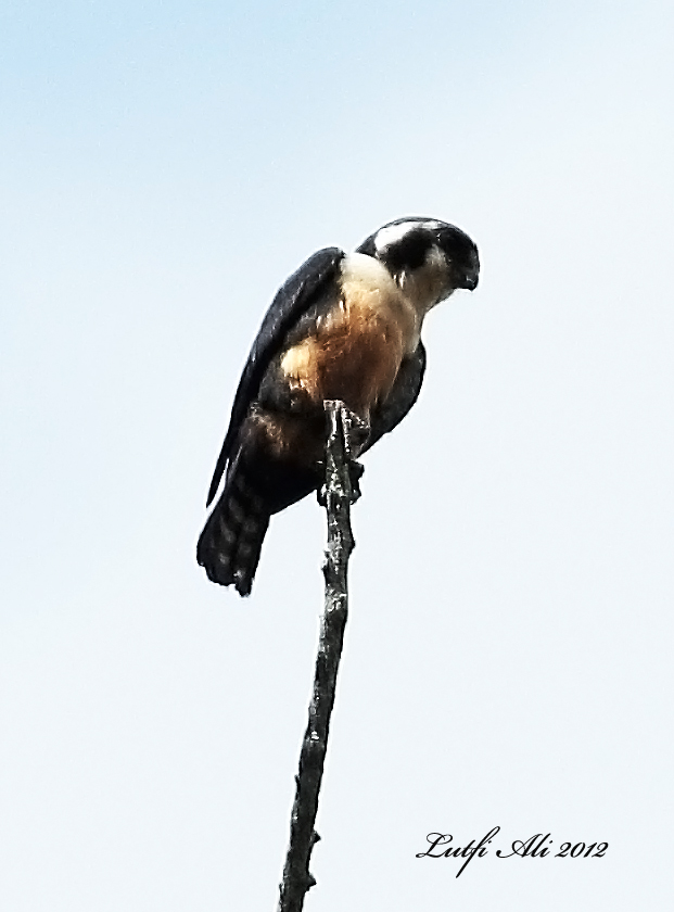 LUTFIALI BIRD PHOTOGRAPHY: BIRDS OF FRIM (Forest Research Institute of ...
