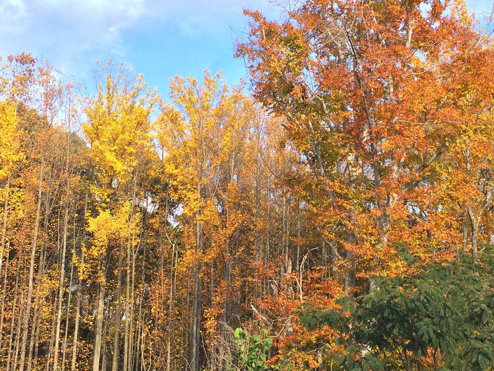 Springfield Things: Trees