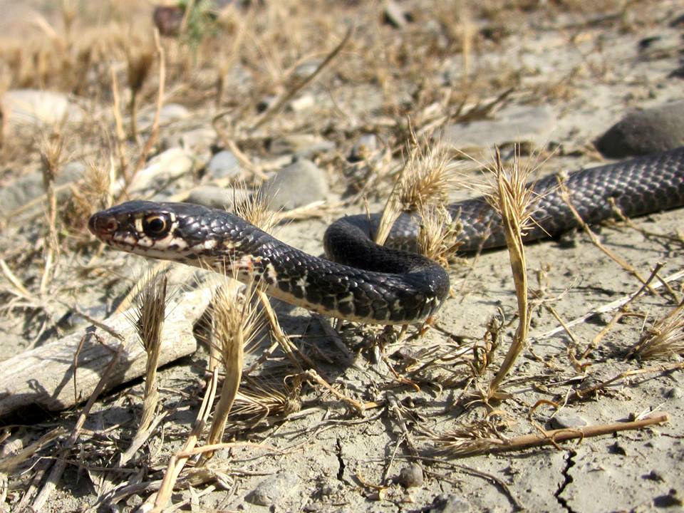 Ερπετά και αμφίβια της Κύπρου - Reptiles and amphibians of Cyprus by ...