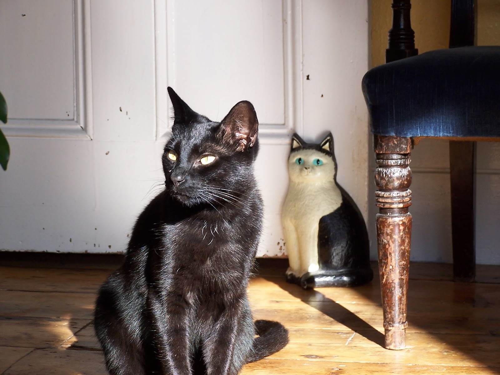 Matt Salusbury: A celebration of the life of Boris the cat 2002-2013