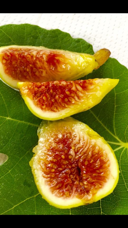 Figs Photo Collection Around the World: MACOOL Figs
