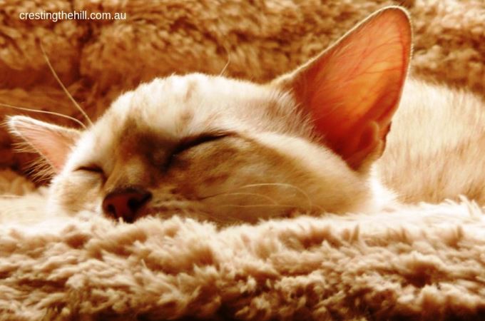 LIFE LESSON FROM MY CAT #1 - NAP OFTEN - Cresting The Hill