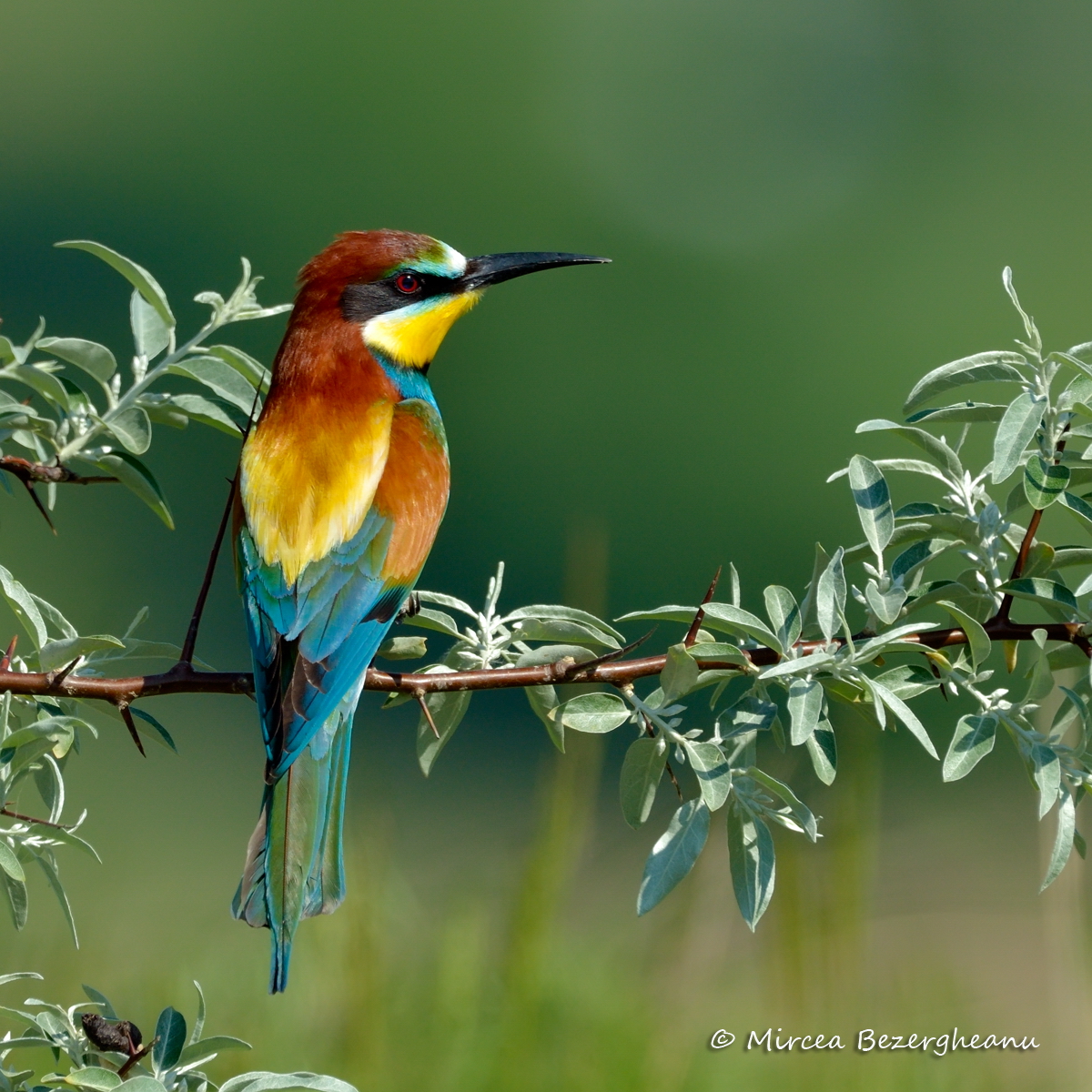 Cum e cu Prigoriile.