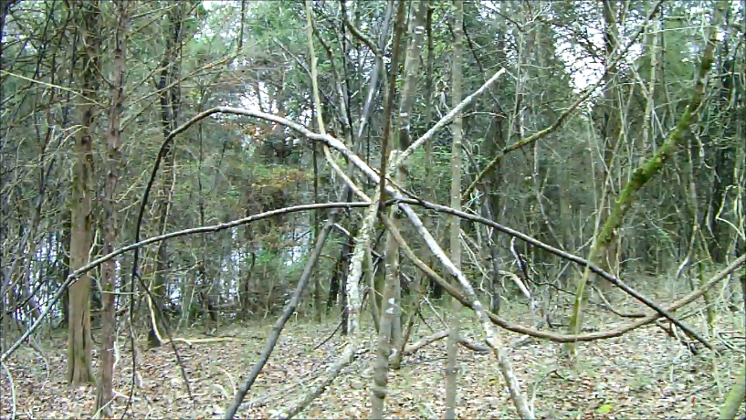 The Bigfoot Field Journal: Bigfoot Research - Stick Structures