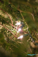 Volans in the Sky: perogi and a christmas tree.