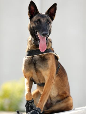 Winners of 2018 Canine Hero Awards | Australian Dog Lover