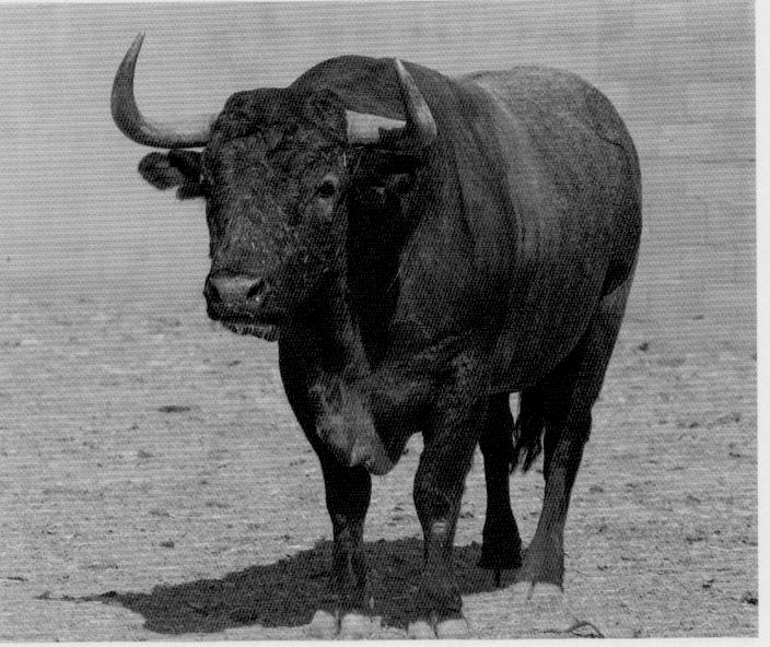 La Tauromaquia en Tarifa: CONCLUSIONES DE LA FERIA DEL TORO EN PAMPLONA.
