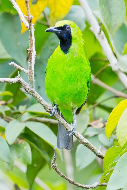 BURUNG CUCAK HIJAU: GAMBAR BERBAGAI JENIS BURUNG CUCAK IJO BURUNG CUCAK HIJAU: GAMBAR BERBAGAI JENIS BURUNG CUCAK IJO