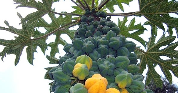 Buah Dewa Negeri Dieng