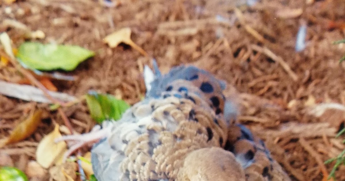 Gather the Pieces: Lament for a Fallen Bird