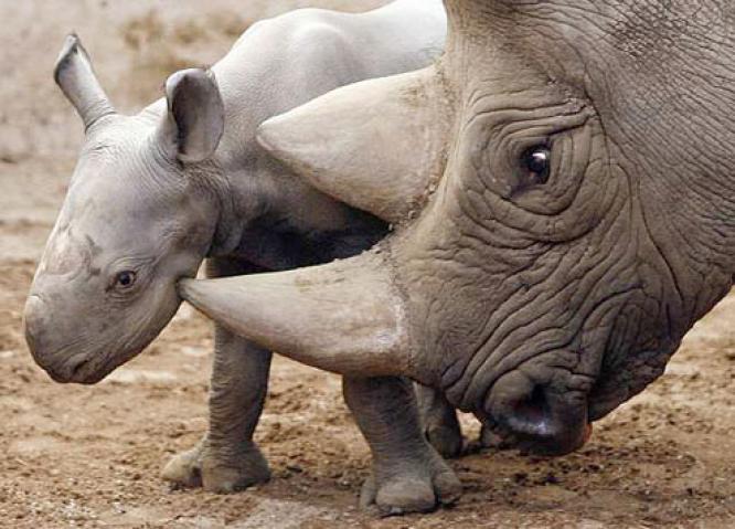 Jumlahnya Sangat Memprihatinkan, Ini 5 Fakta tentang Badak Jawa yang ...