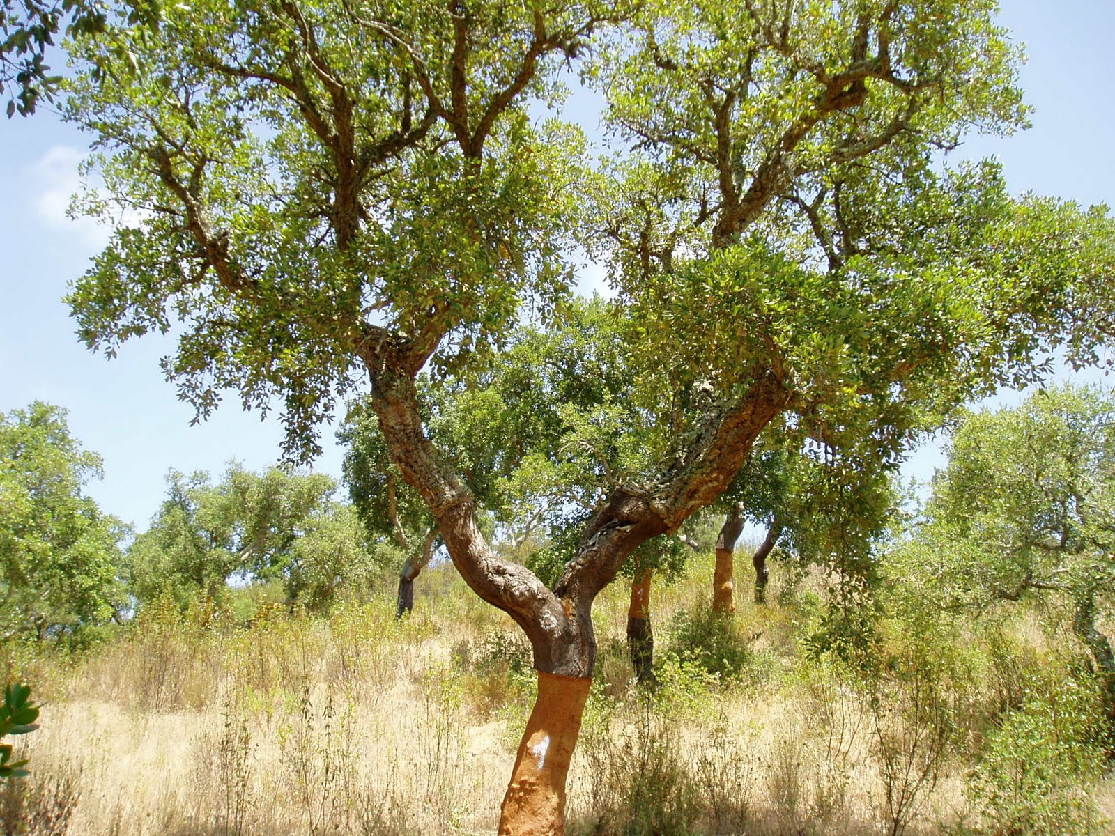 ALCORNOQUE: Quercus suber | Plantas rioMoros