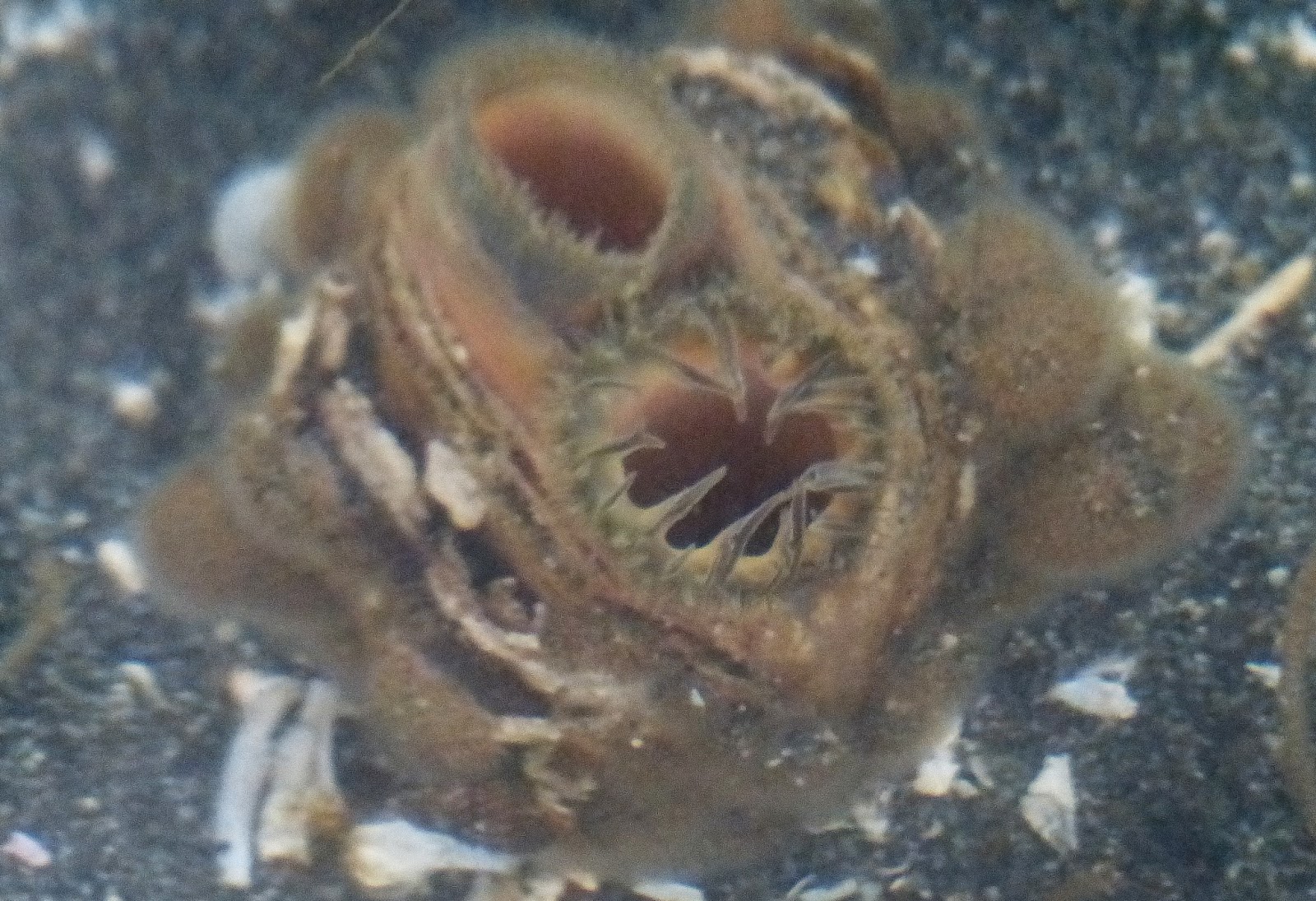 Buzz's Marine Life of Puget Sound: Jul 3, 2016