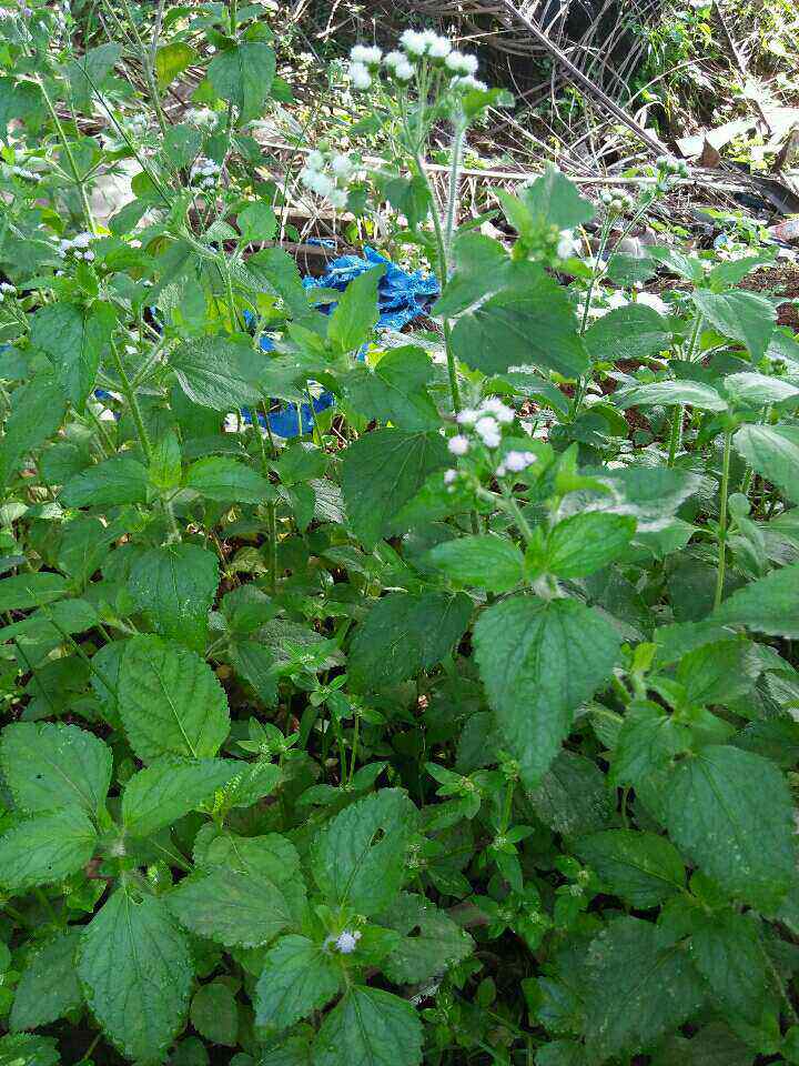 MENGENAL DAUN BANDOTAN DAN MANFAATNYA