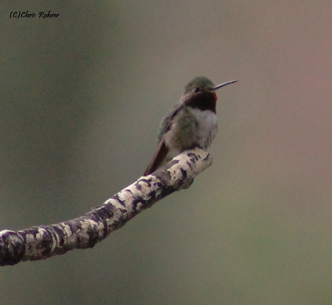Las Aventuras: The Chuparosa Challenge-A Charm of Hummingbirds
