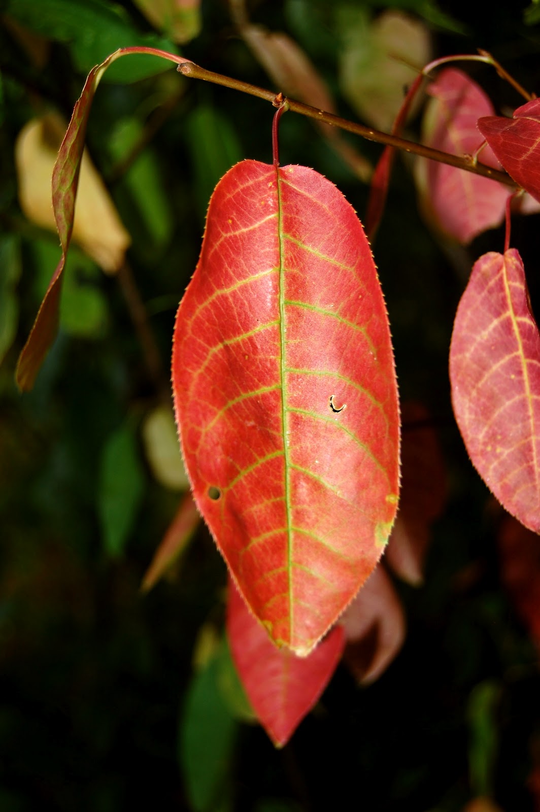 blackoaknaturalist: Fall Colors, a broader view