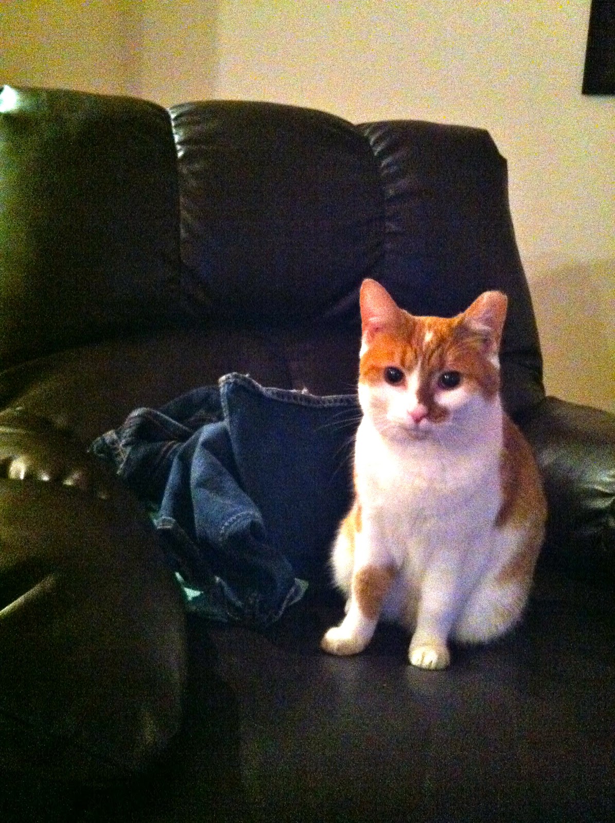 That's What She Said: Meet NUBBINS!!!