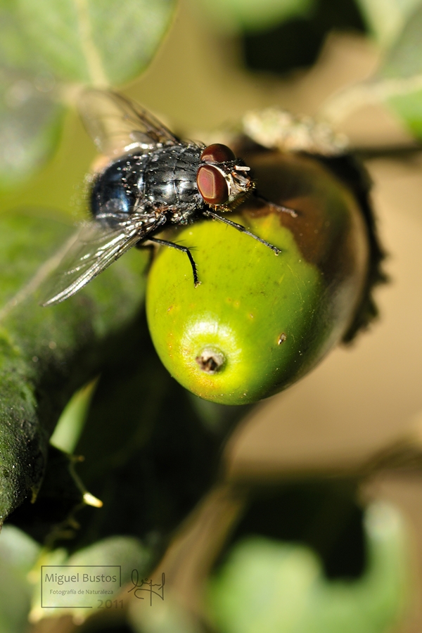 Naturaleza y Fotografía en Motril: Moscarda azul (Calliphora vomitoria)