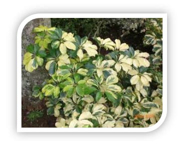 Bari Flora's: TANAMAN PERDU / KECIL