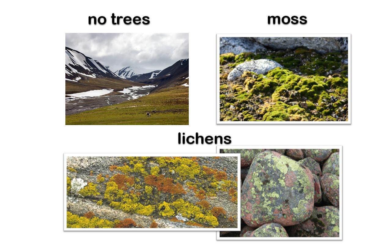 5th Grade - Andrés Segovia: SCIENCE: UNIT 2 - Tundra