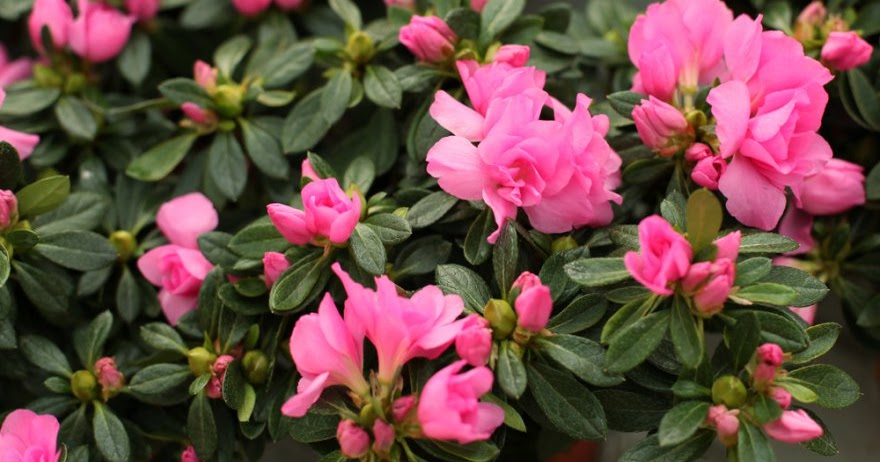 VERDE TIME by Stefano Tenneroni: VERDE TIME CONSIGLI: COLTIVARE L'AZALEA