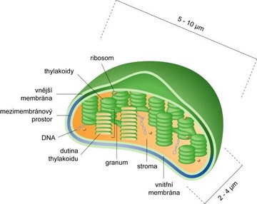 Chloroplast biology: โครงสร้างและหน้าที่ของคลอโรพลาสต์