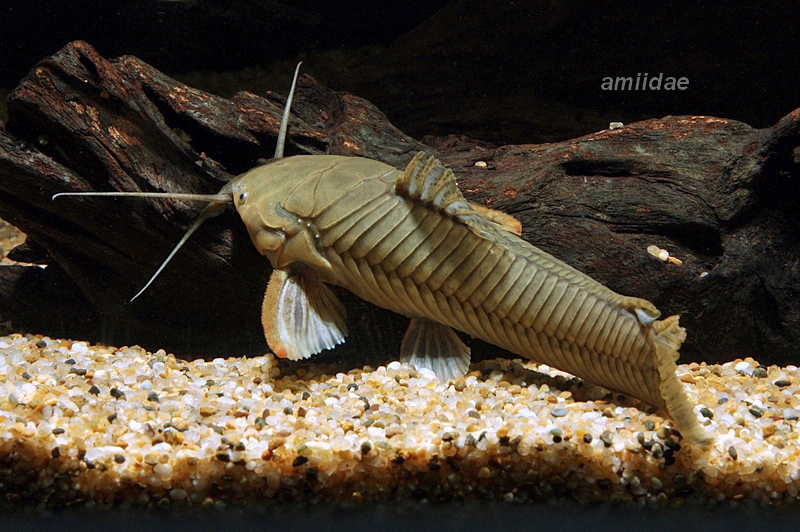 Все про тварин: Калліхт (Callichthys callichthys) Armoured catfish ...