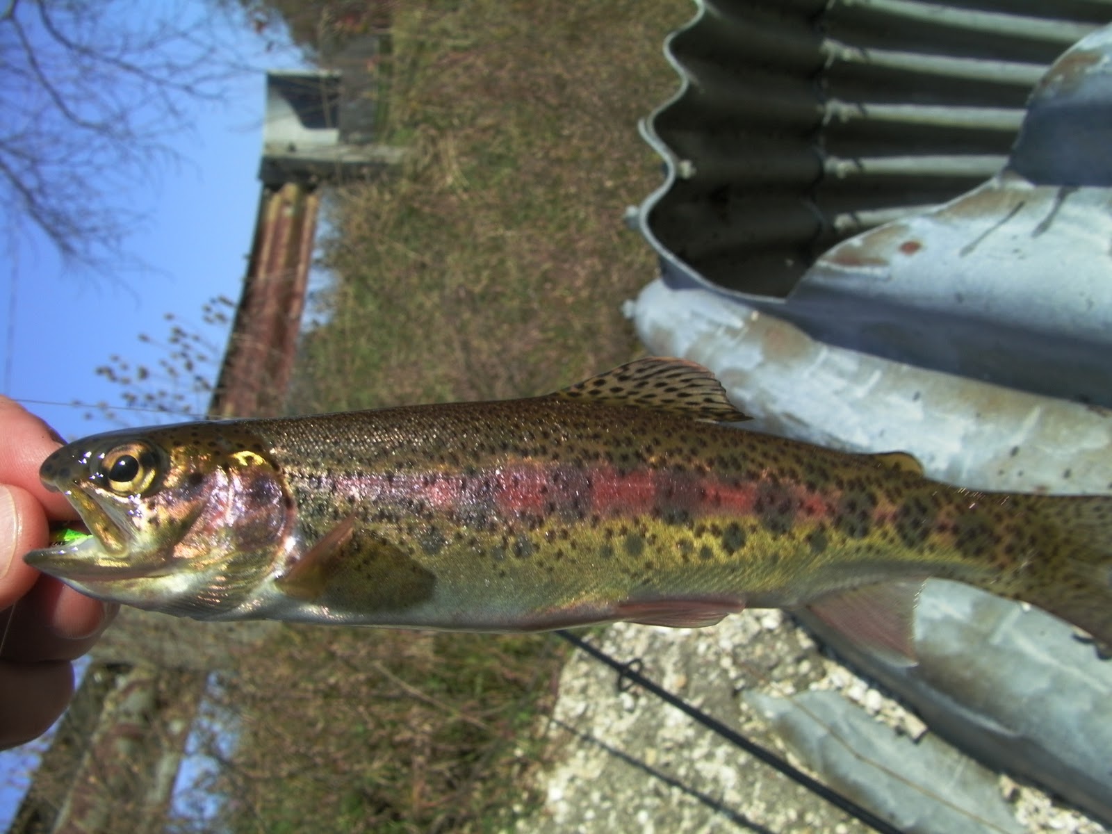 Wisconsin Fishing Reports: Algoma Stream Report 11/12/11