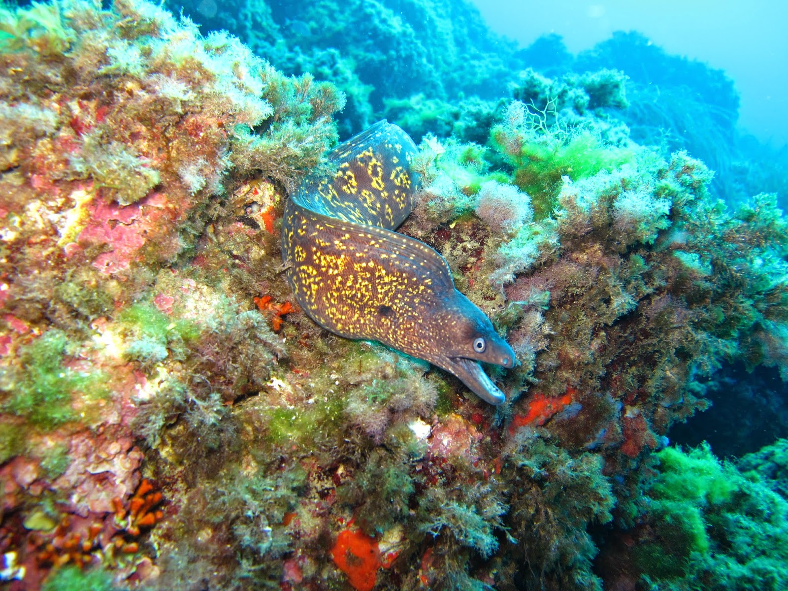 Protejamos las Maravillas del Mar: Morena: el extraño pez de las leyendas