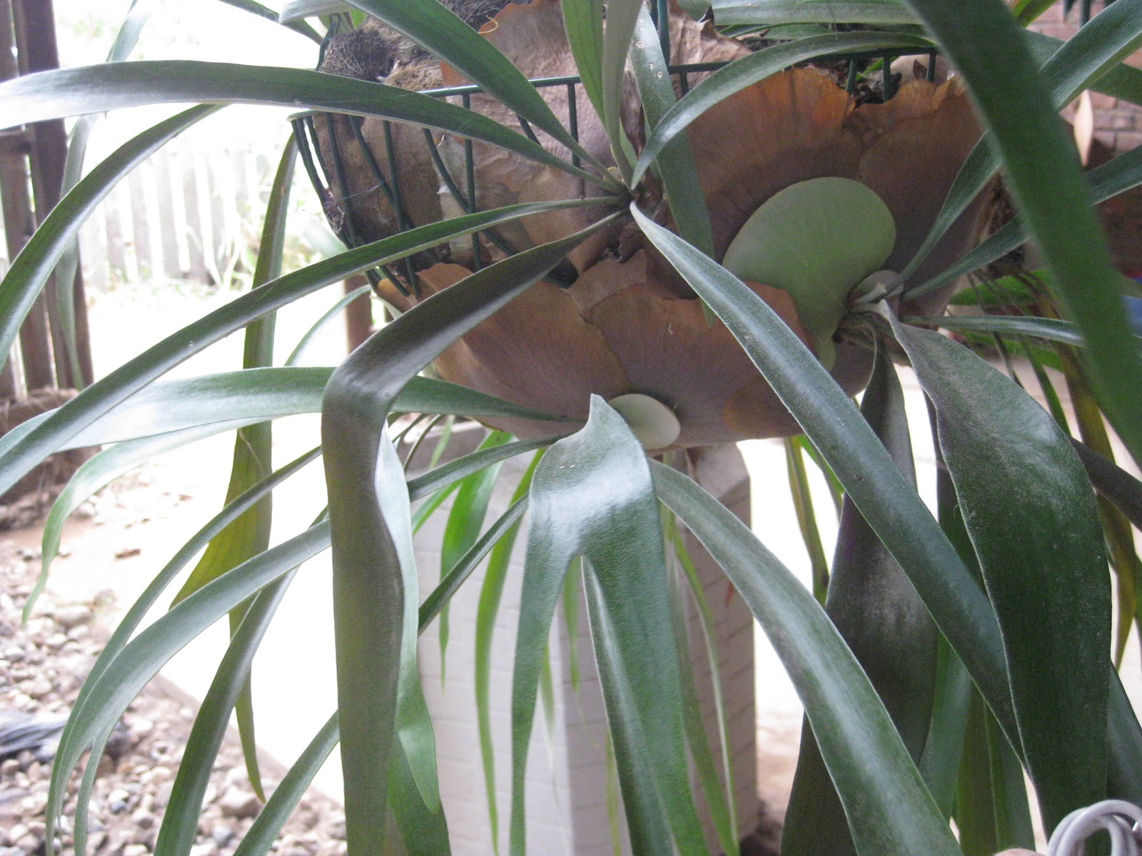 kae's bloodnut blog: Elk Horn fern - updated