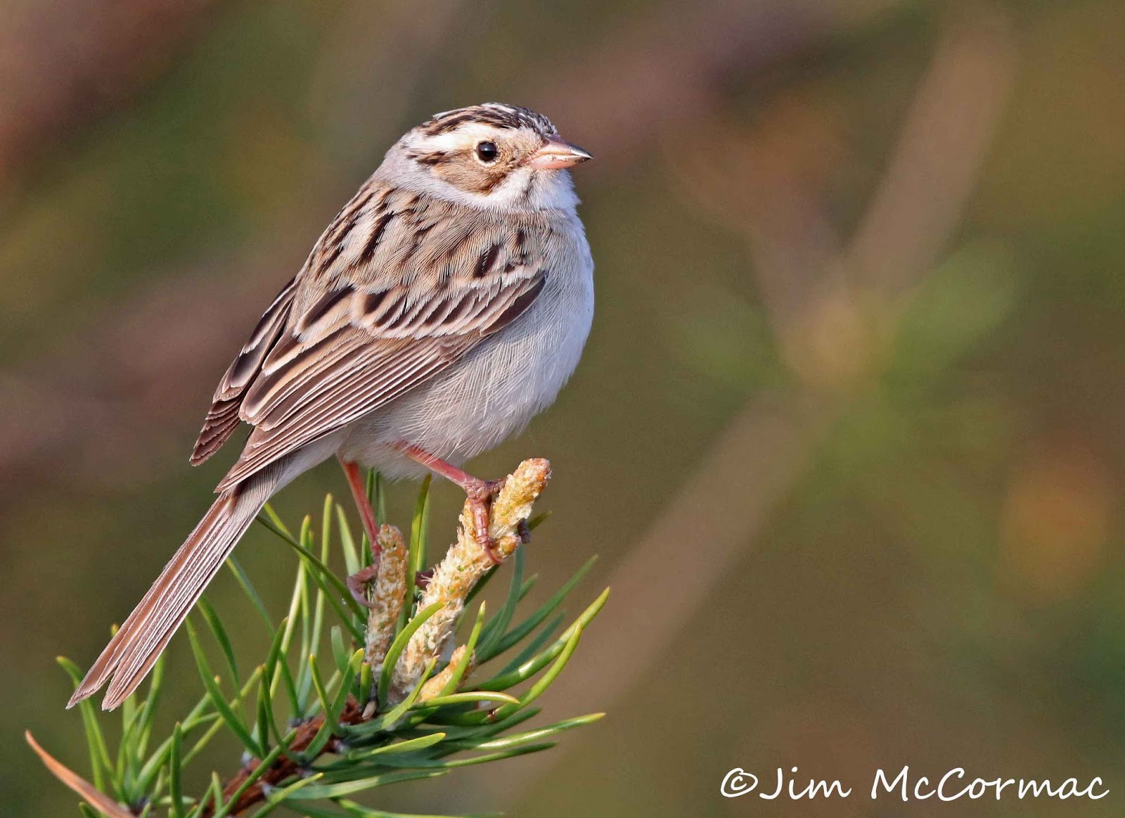 Ohio Birds and Biodiversity: Northern Michigan!