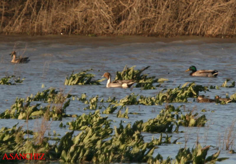 Aves de Aragón : Ánade rabudo