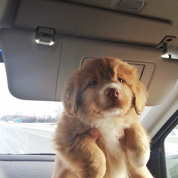 Cute dogs - part 60 (50 pics) | Amazing Creatures