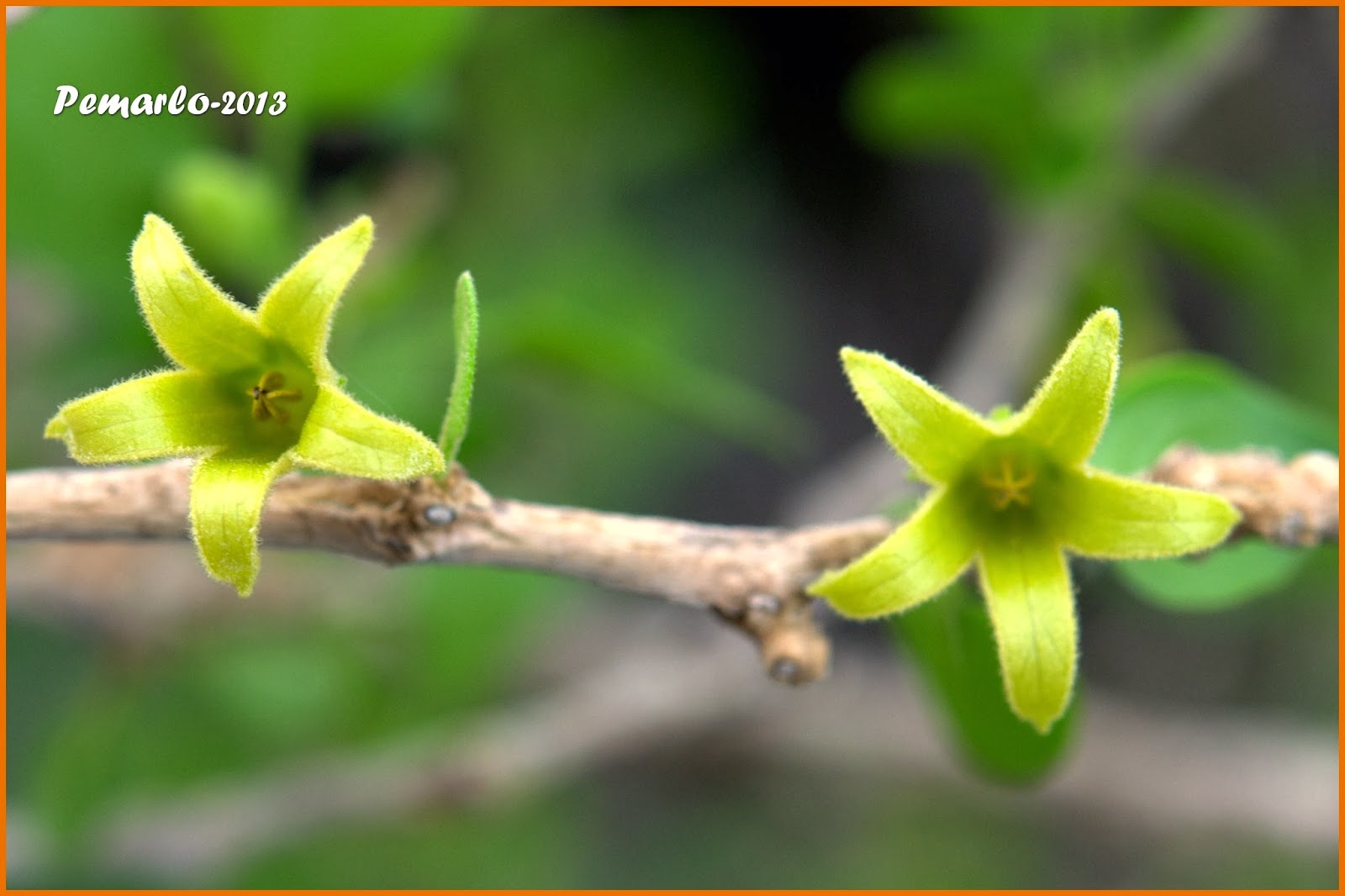 Plantas de Murcia: WITHANIA FRUTESCENS (Oroval) EN LA SIERRA DE LA PILA ...