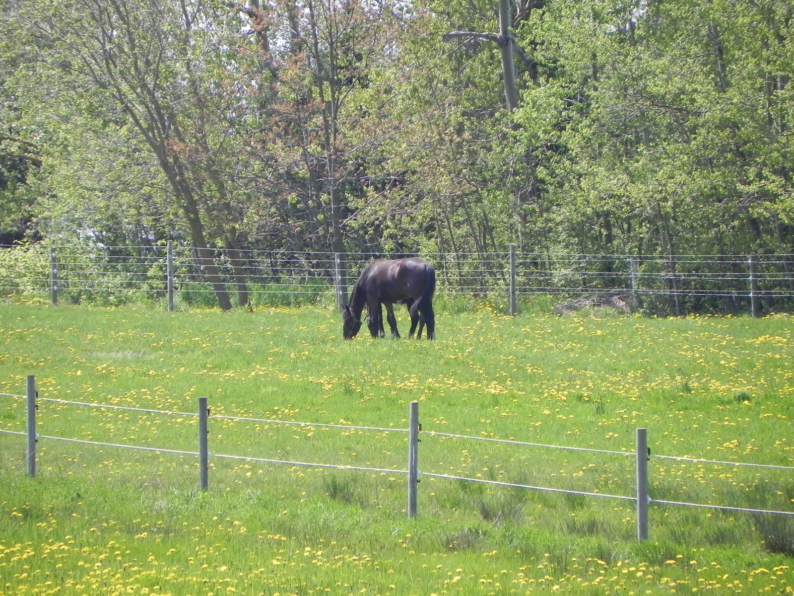 Dave and Lindsay in Canada: From Summerside, PEI to Newfoundland