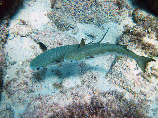 Peces y plantas ornamentales: Mugil Cephalus - Mújol