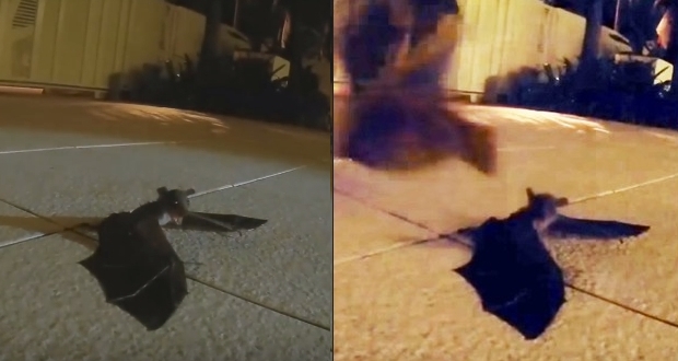 White Wolf : Heartwarming Reunion Of A Lost Baby Bat With His Mother