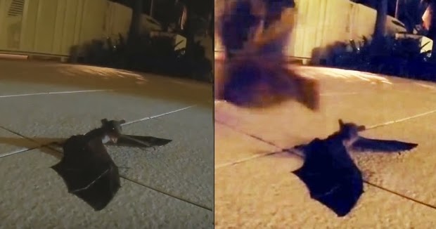 White Wolf : Heartwarming Reunion Of A Lost Baby Bat With His Mother